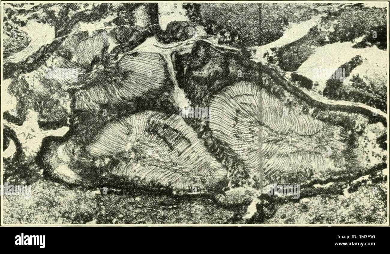 Neuropteris hi-res stock photography and images - Alamy