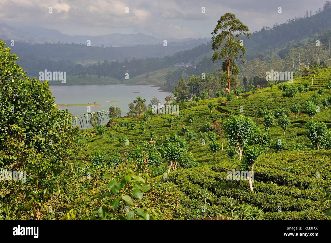 Sri lanka hatton tea hi-res stock photography and images - Alamy