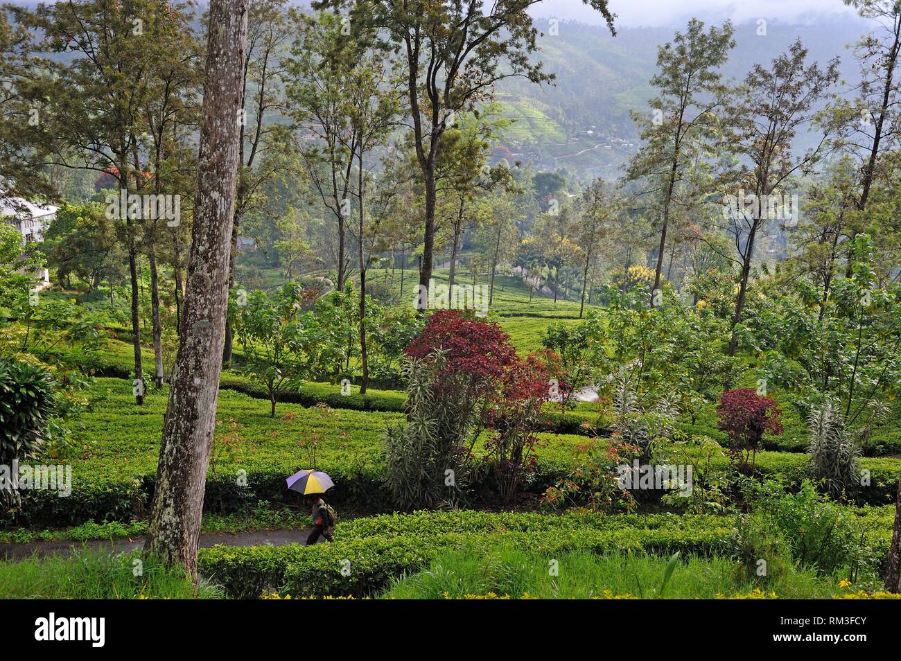 Sri lanka tea garden hi-res stock photography and images - Alamy