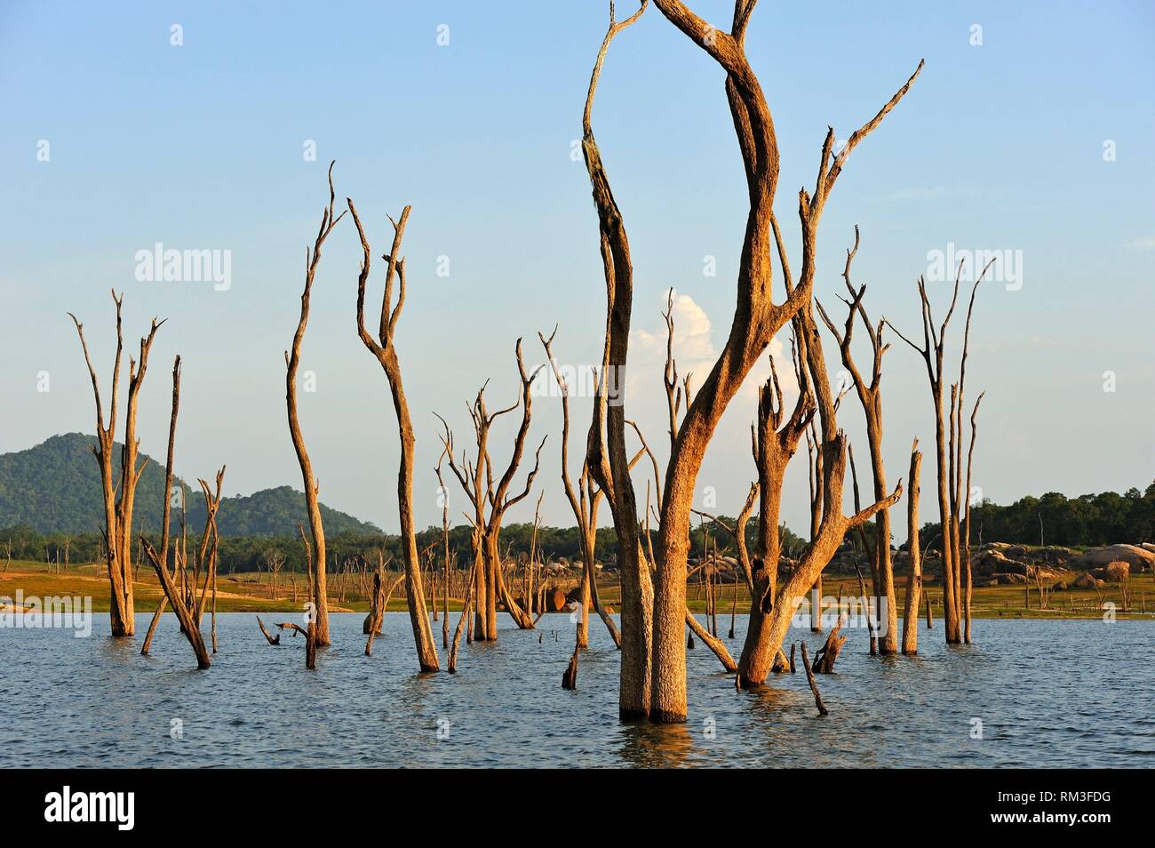 Senanayake hi-res stock photography and images - Alamy