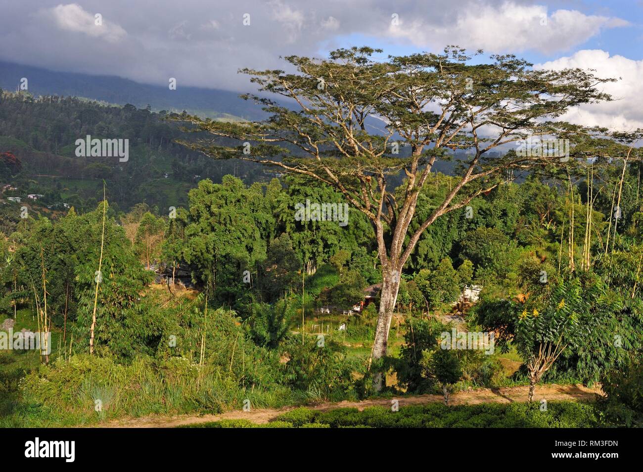Very long living tree hi-res stock photography and images - Alamy