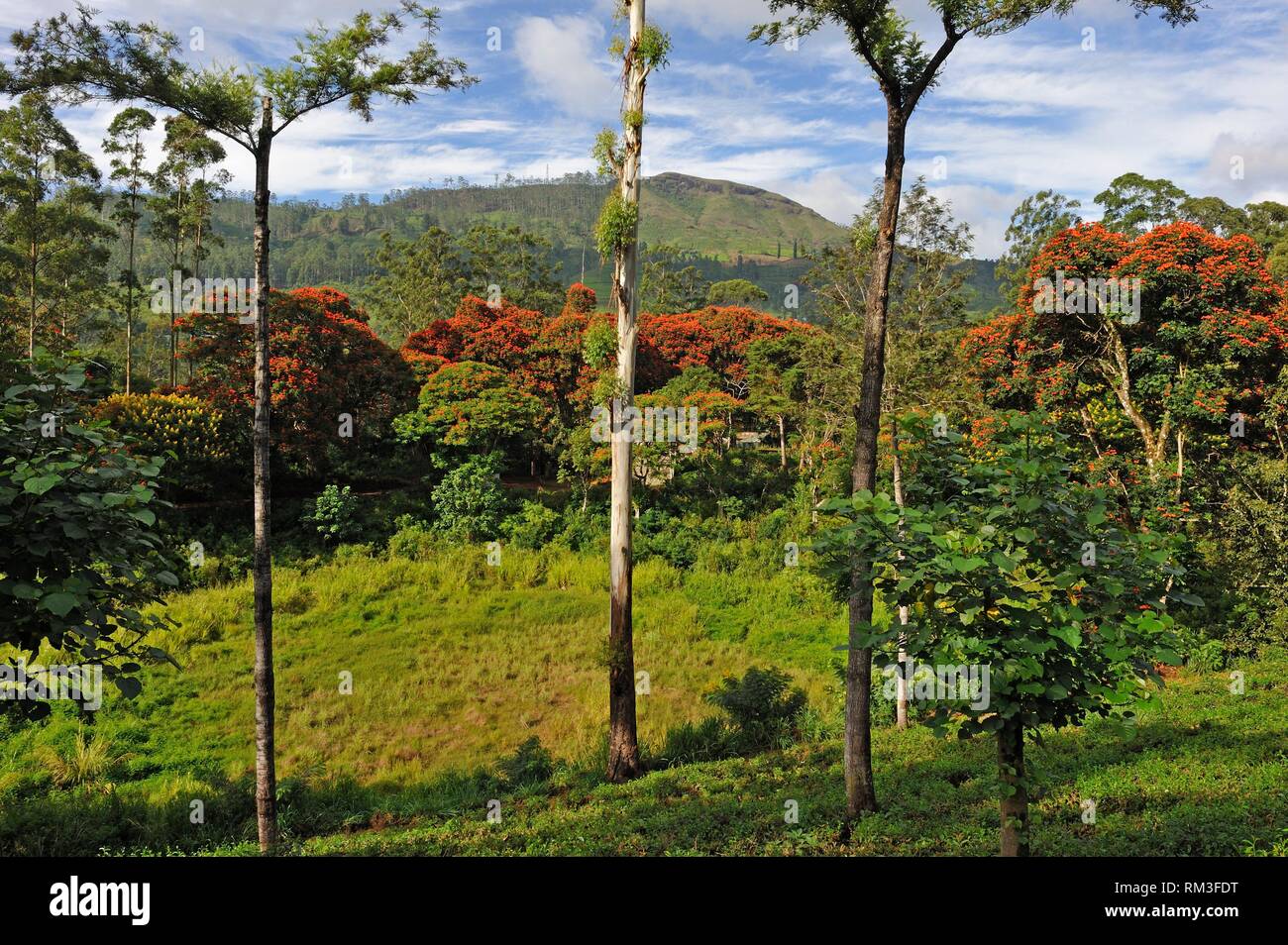 African tree african trees hi-res stock photography and images - Alamy