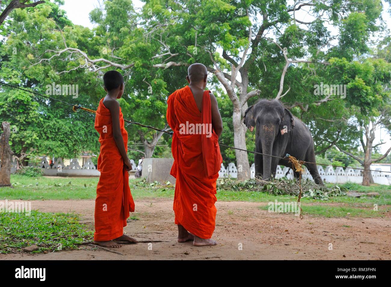Novice monk by temple hi-res stock photography and images - Alamy