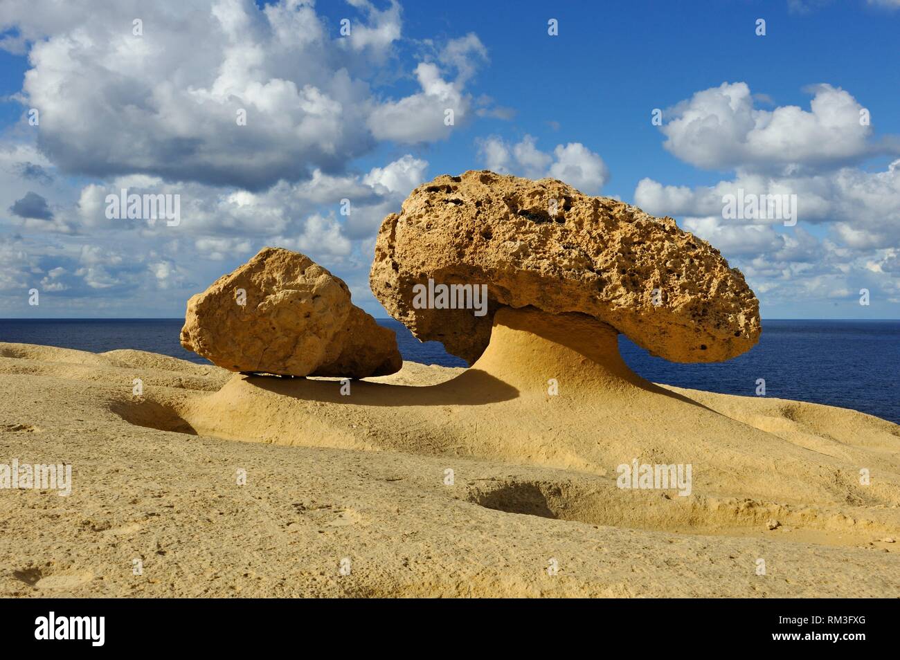 Sea Mushroom Stock Photos & Sea Mushroom Stock Images - Alamy