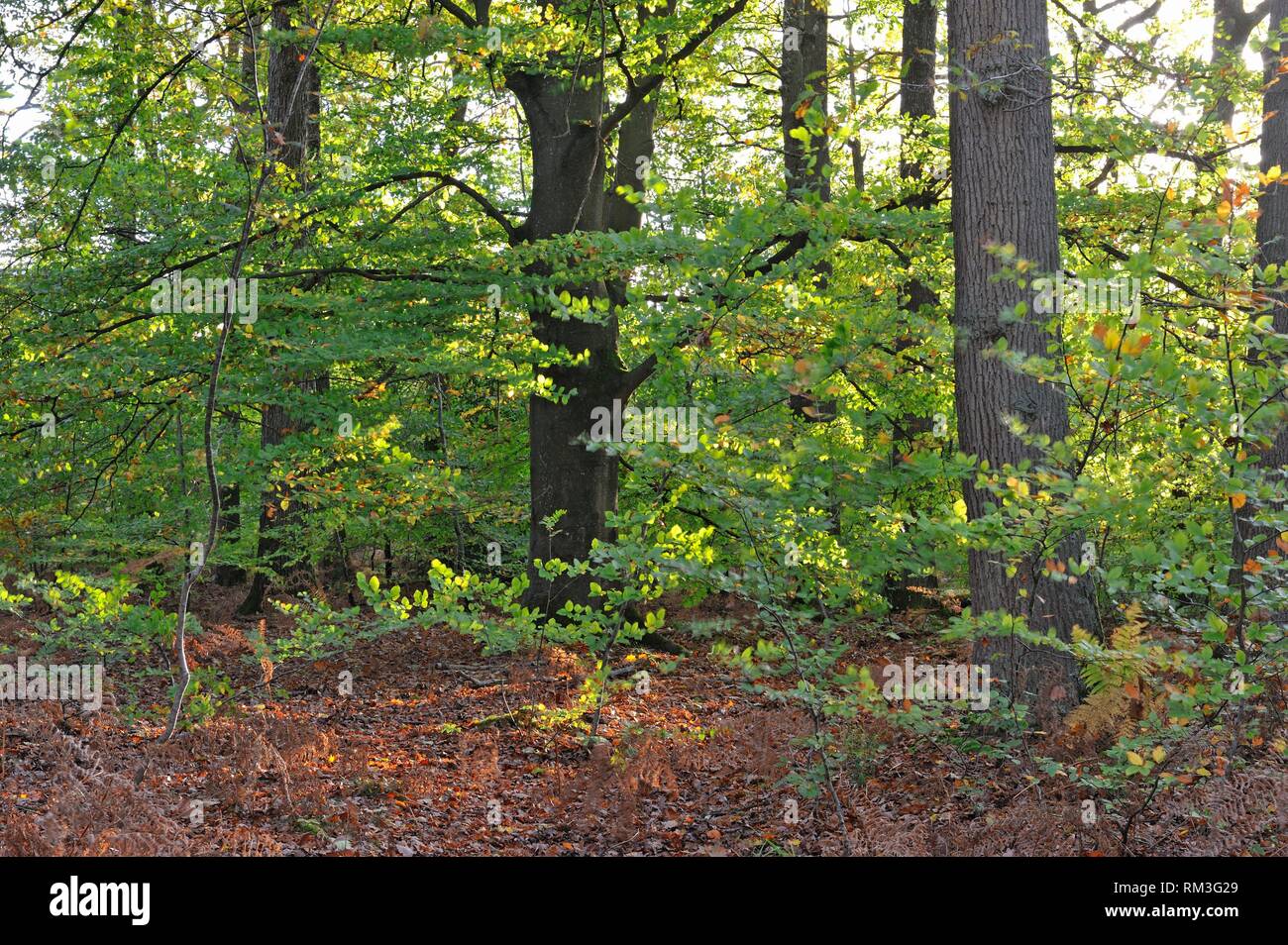 Common Beech Tree High Resolution Stock Photography and Images - Alamy