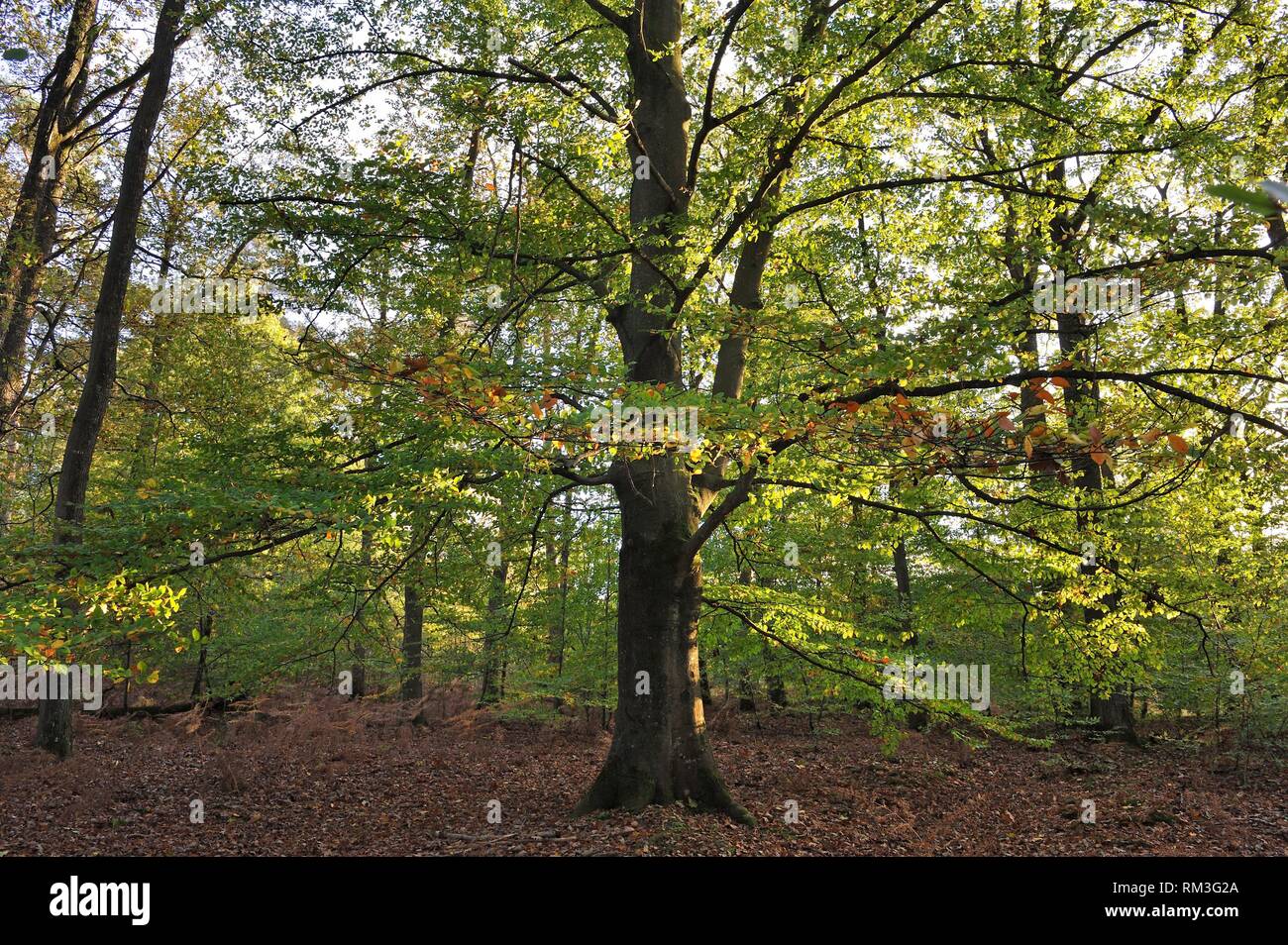 Common beech tree hi-res stock photography and images - Alamy