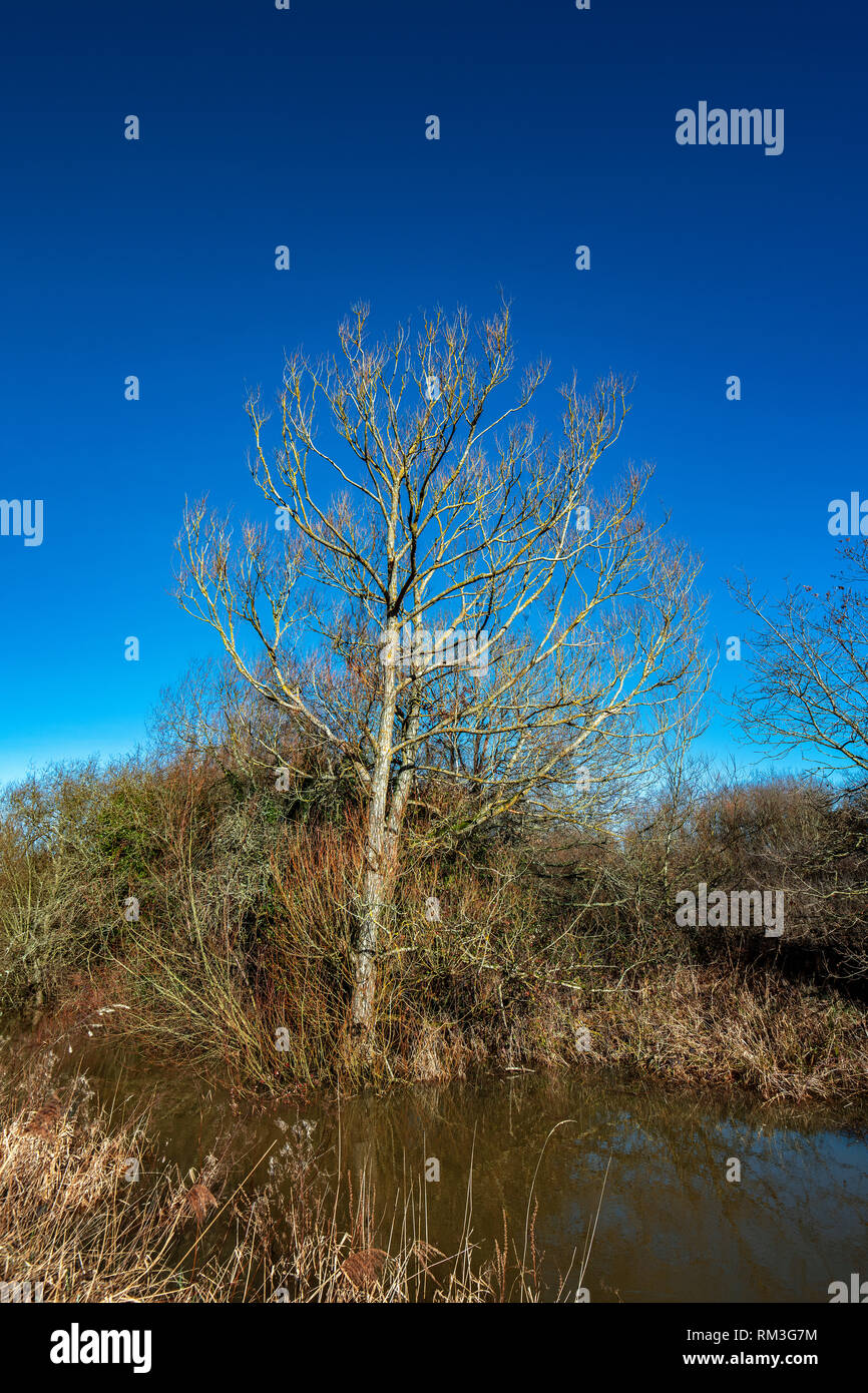 Flooding study hi-res stock photography and images - Alamy