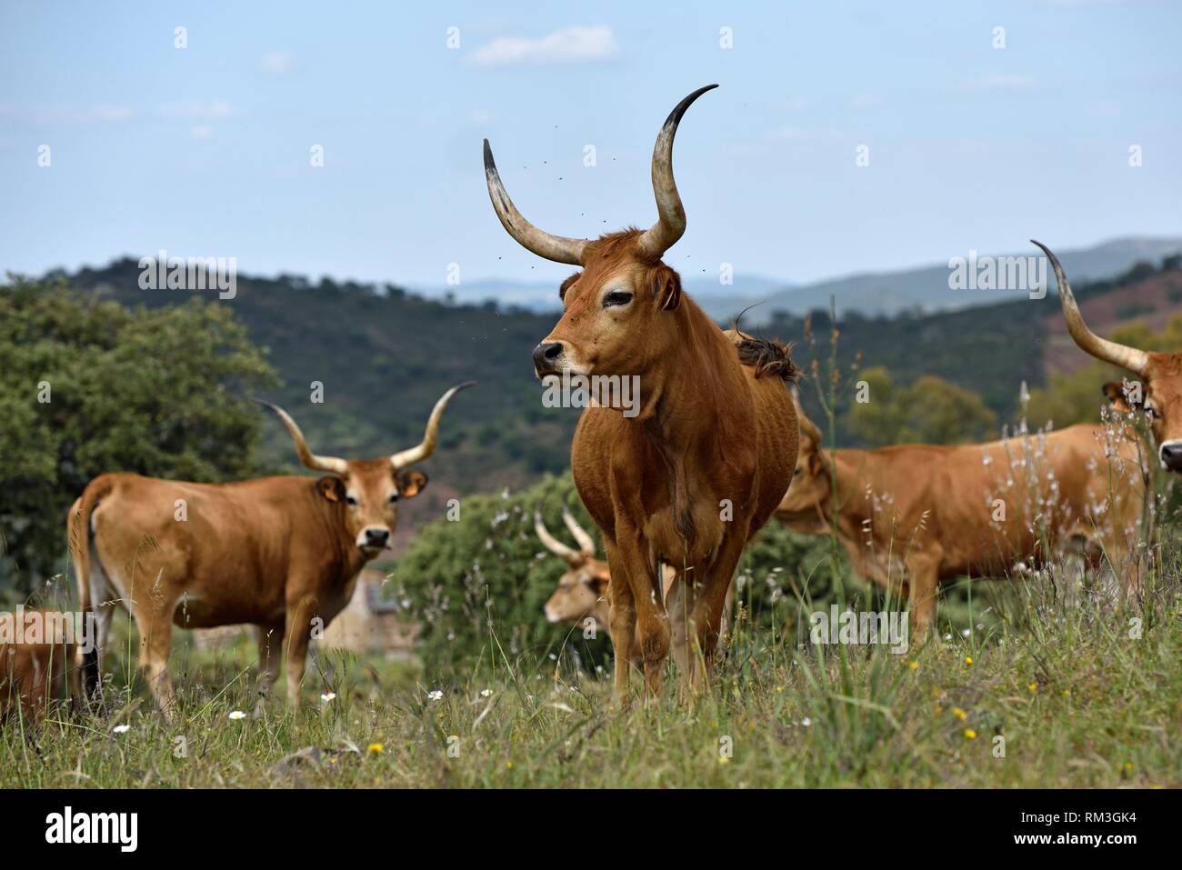 Portugal cachena cattle hi-res stock photography and images - Alamy