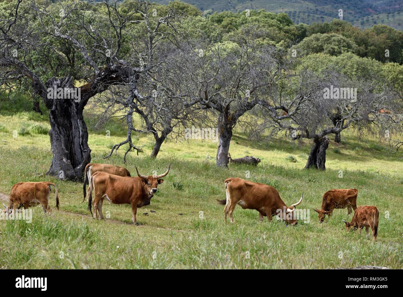 Agriculture in portugal hi-res stock photography and images - Alamy