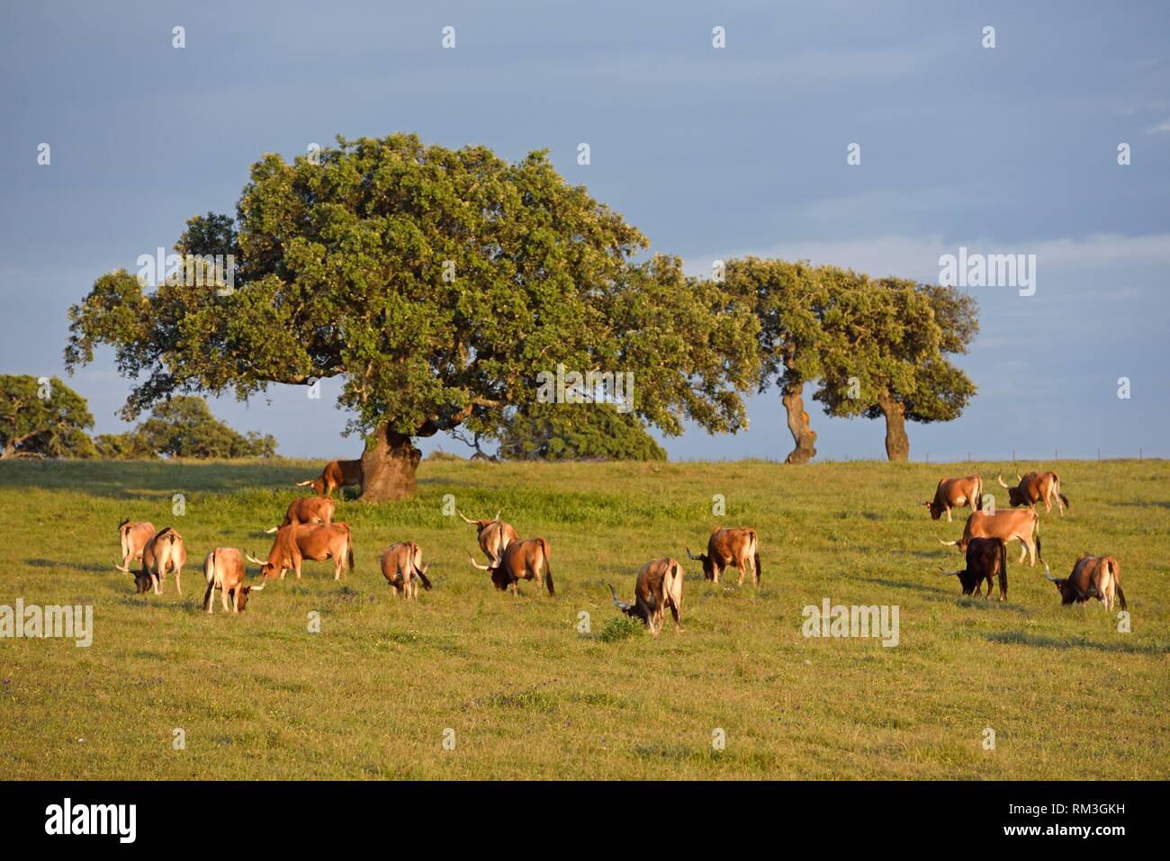 Agriculture In Portugal High Resolution Stock Photography and Images ...