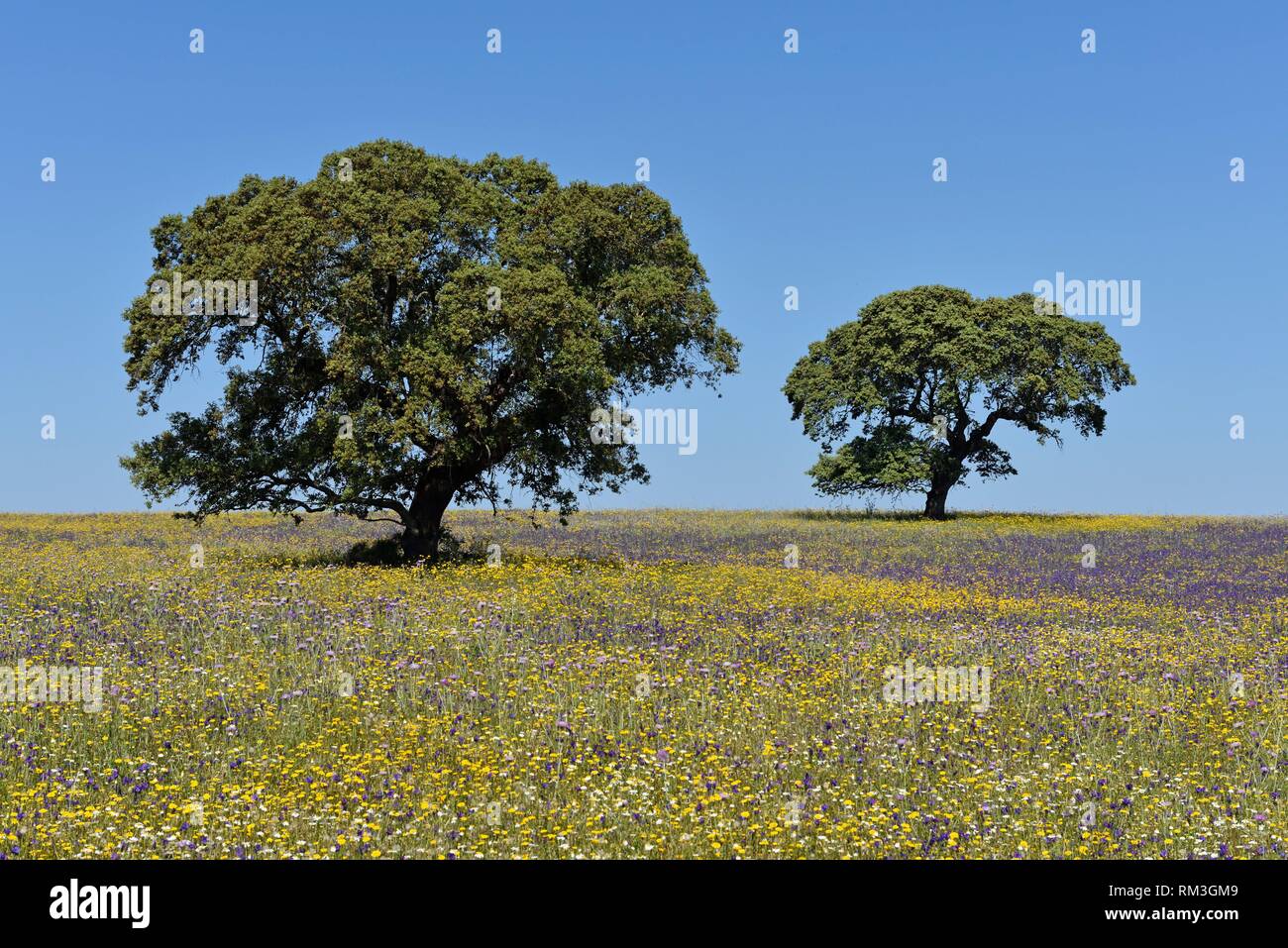 holm oak trees in flowering meadow, around Moura, Alentejo region ...