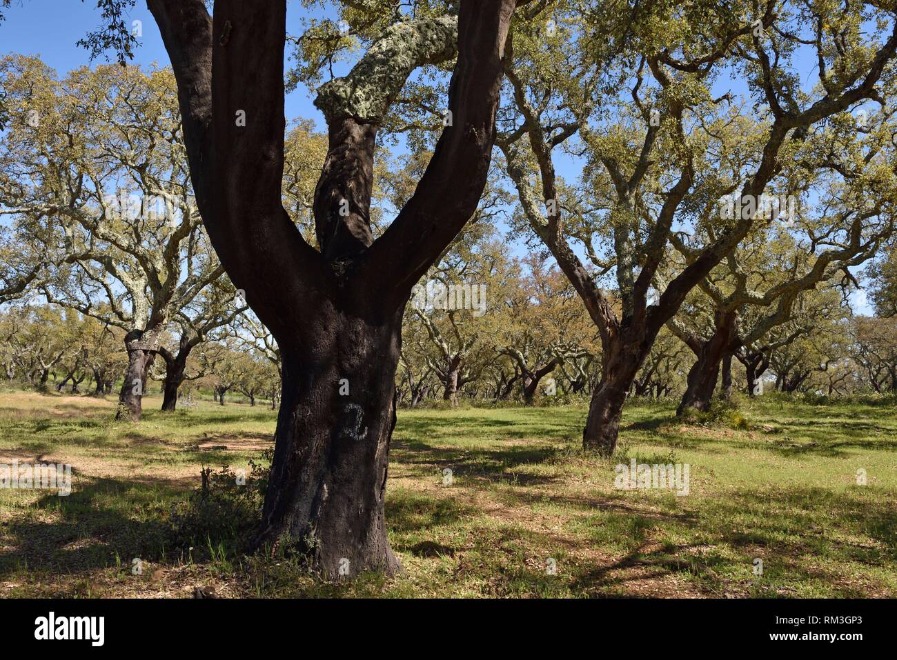 Cork Oak Tree High Resolution Stock Photography and Images - Alamy