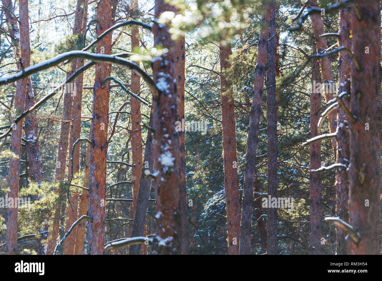 Early spring in the forest. Serene natural background Stock Photo - Alamy