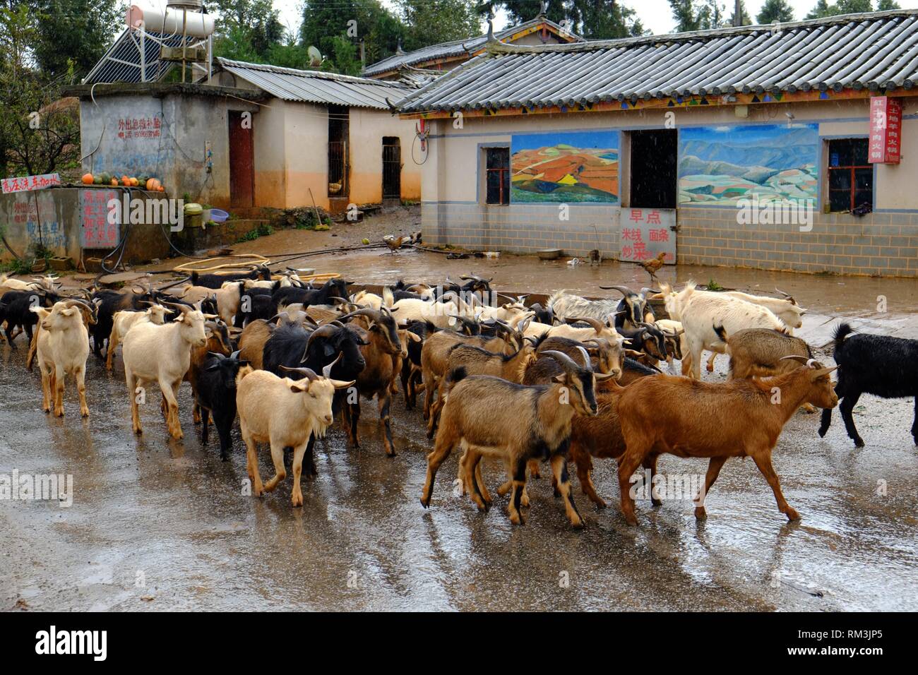 Red goat hi-res stock photography and images - Alamy