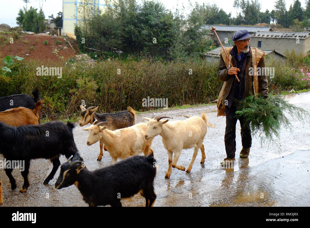Adult Red Goat High Resolution Stock Photography and Images - Alamy