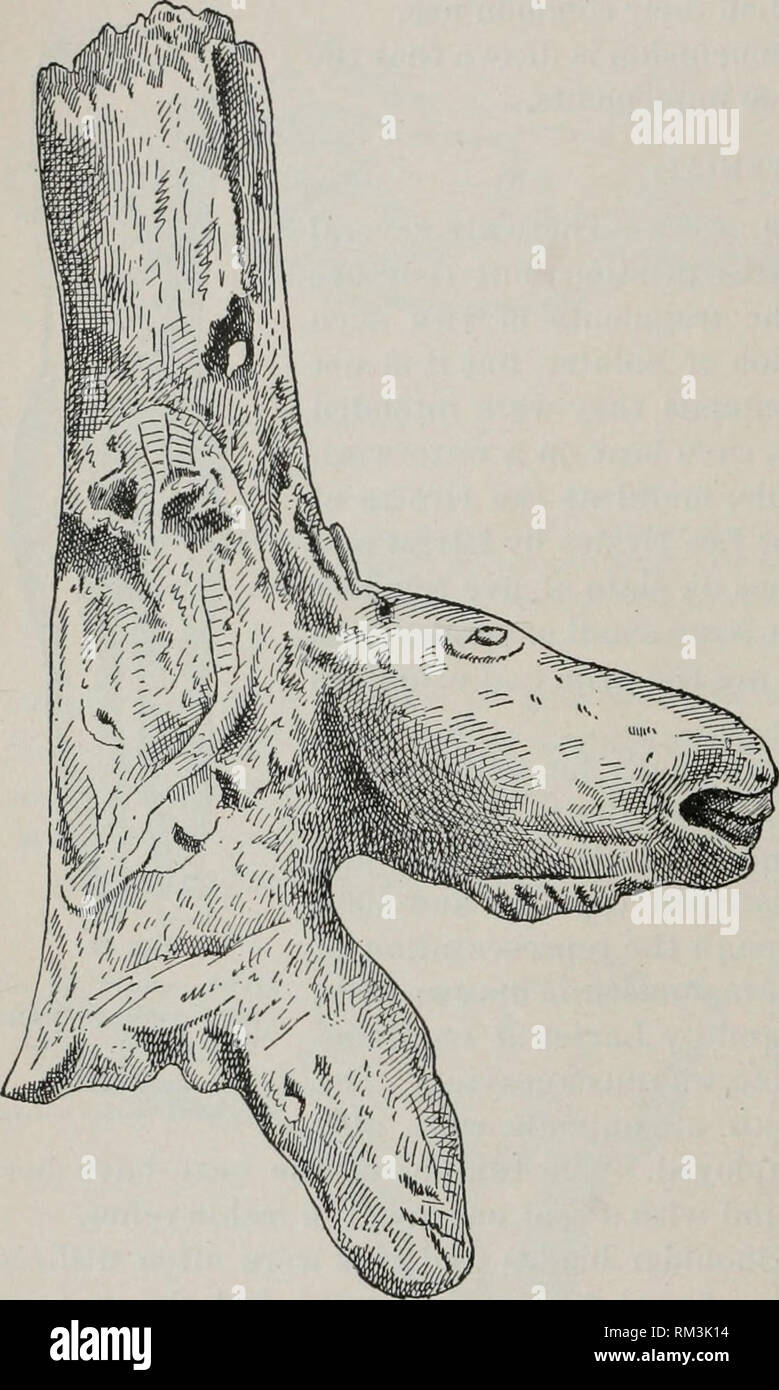 . Annual report of the Board of Regents of the Smithsonian Institution ...