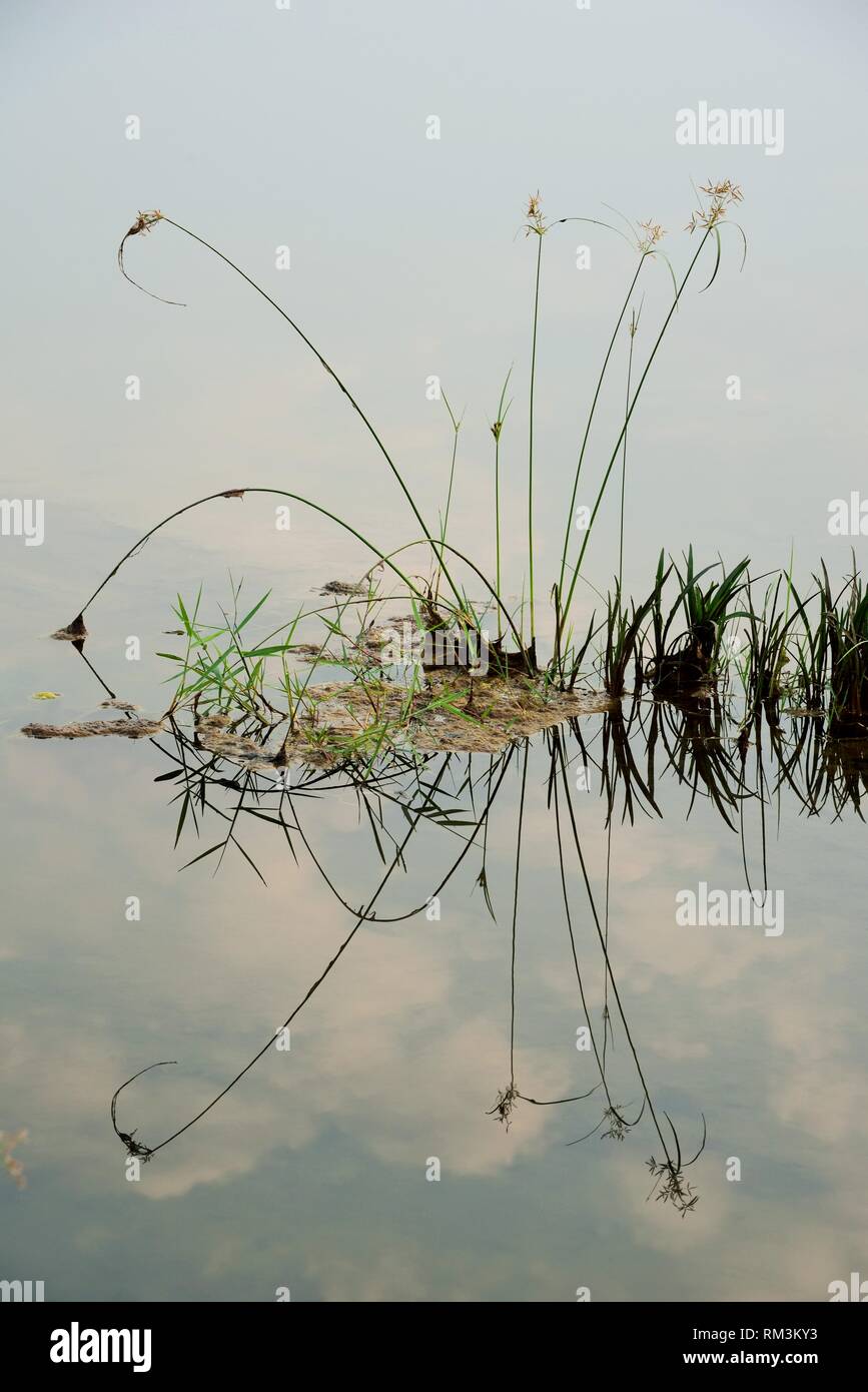 Still water and grass hi-res stock photography and images - Alamy