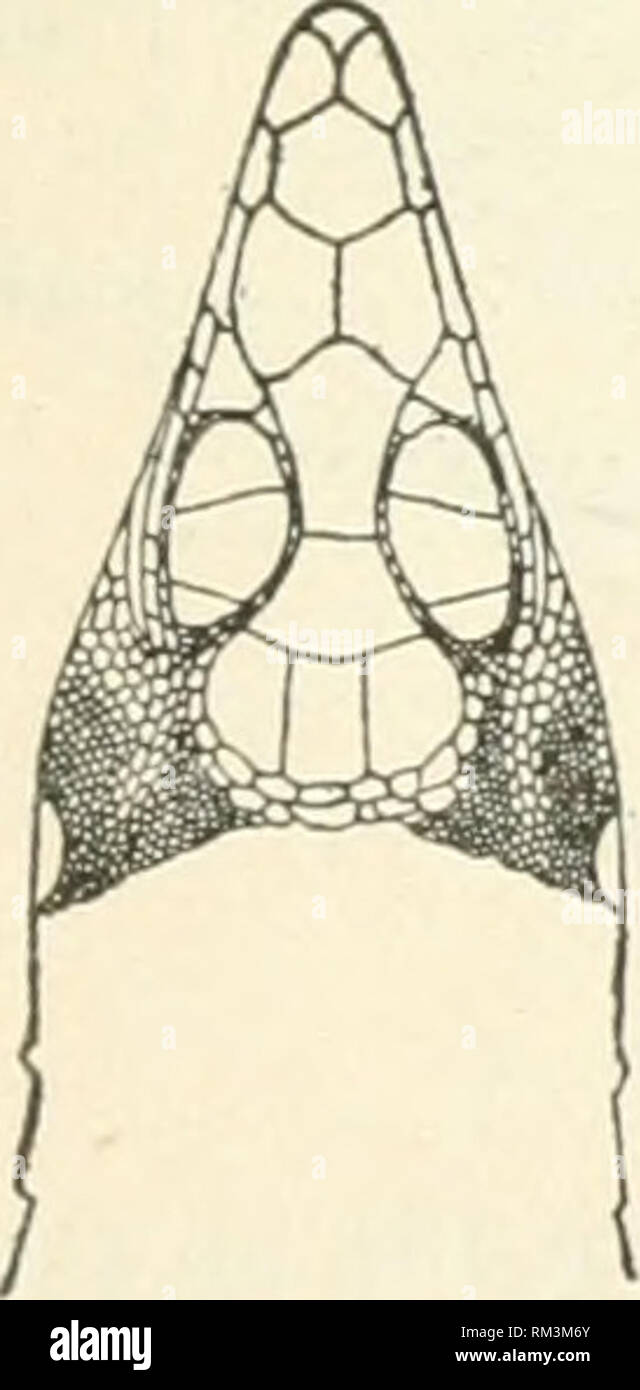 Snakes head from behind hi-res stock photography and images - Alamy