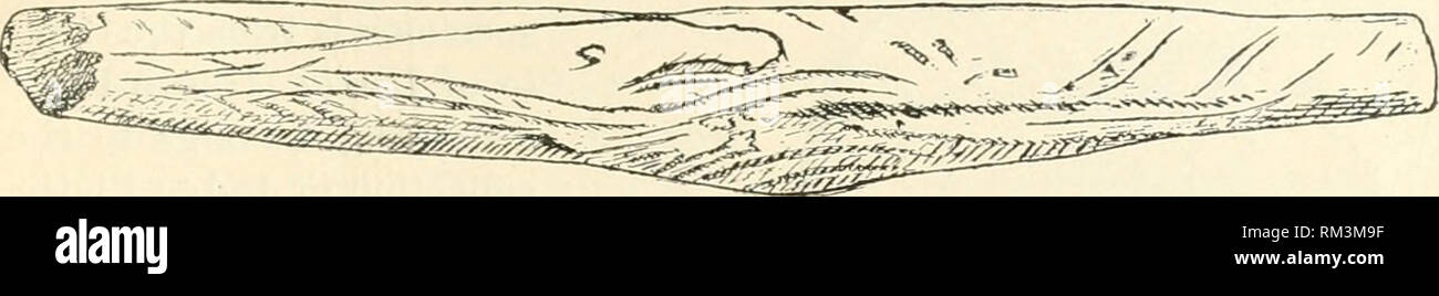 Engraved whale bone hi-res stock photography and images - Alamy