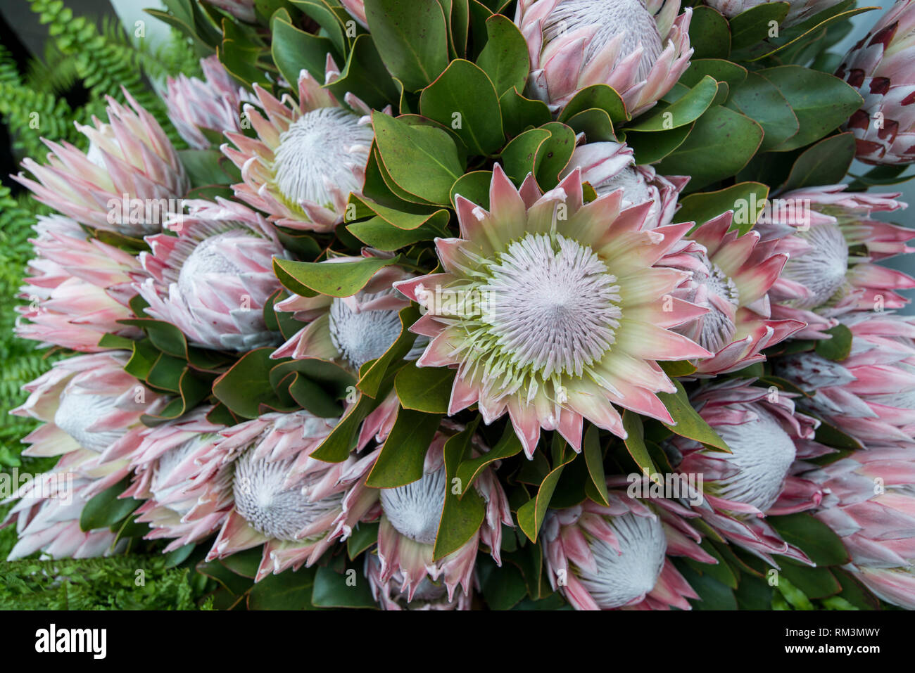 protea flowers at the Festa da Flor or Spring Flower Festival in the ...