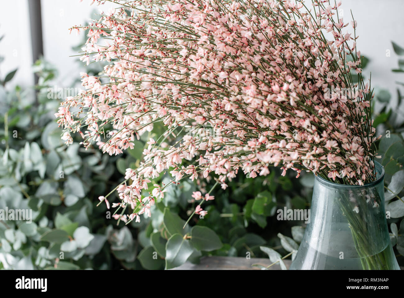 Bouquet in a glass vase of light pink genista cytisus flowers. Pastel ...