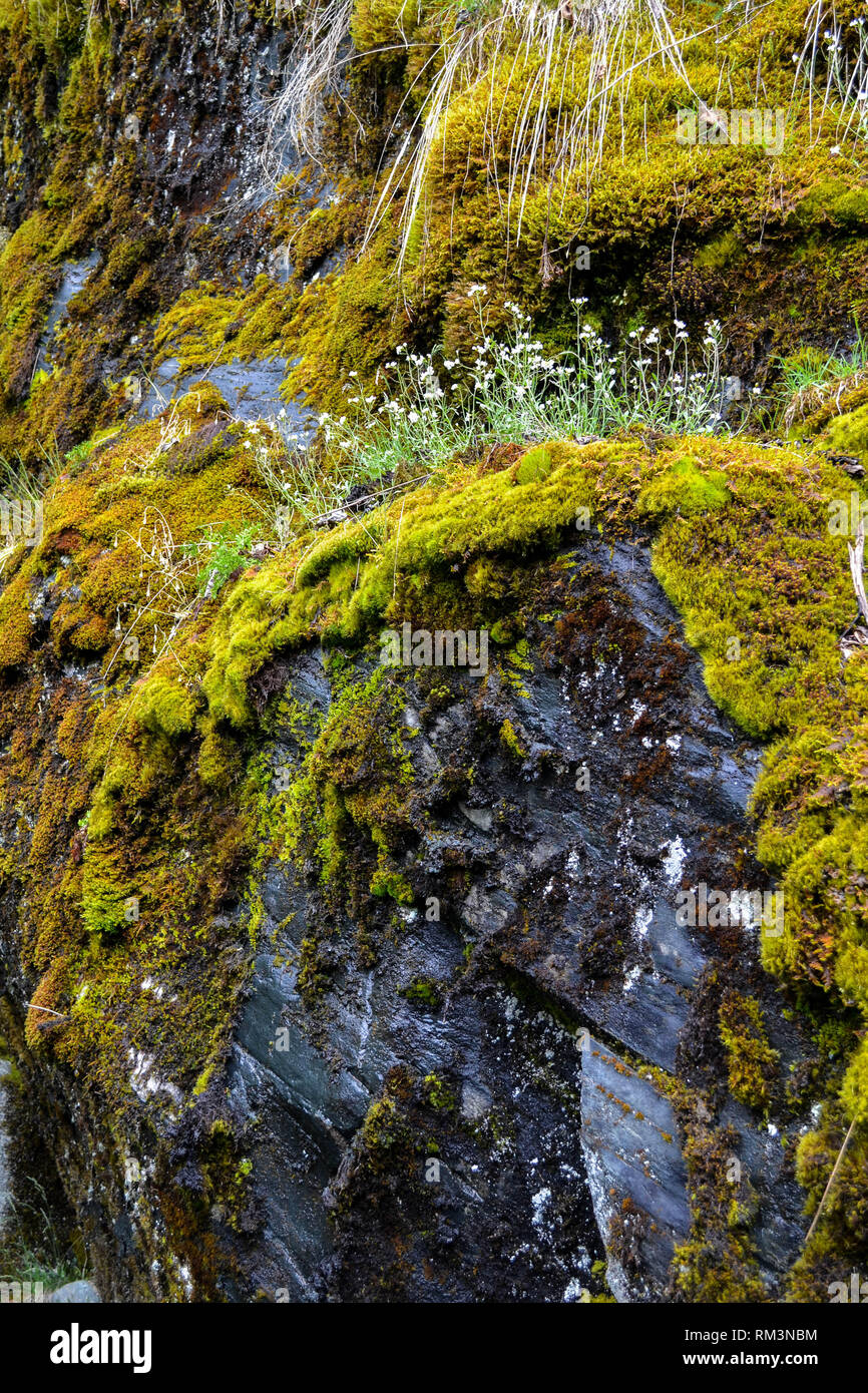 Alaska wildflowers juneau hi-res stock photography and images - Alamy