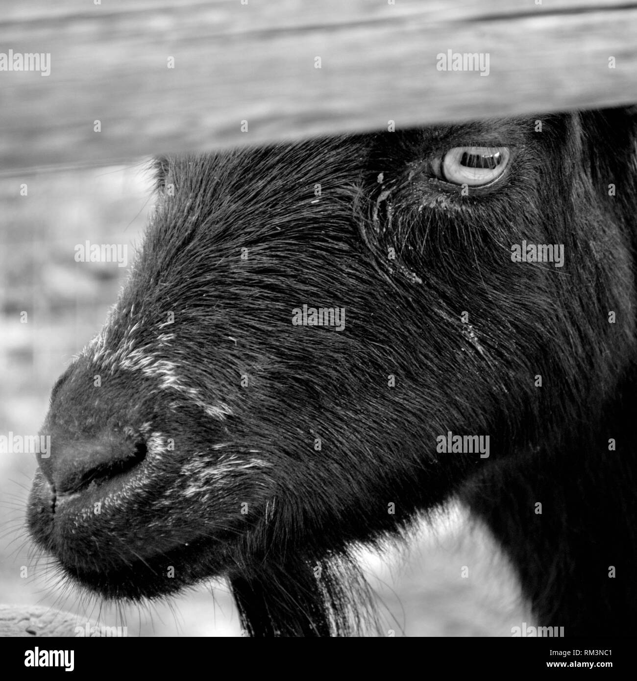 Peeking goat hi-res stock photography and images - Alamy