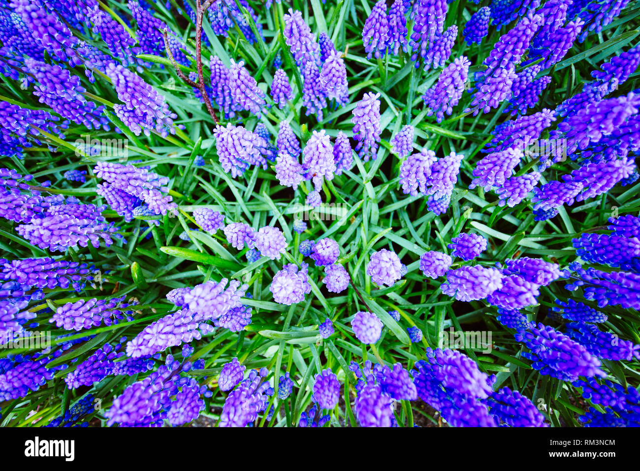 Tulip farm windmill netherlands hi-res stock photography and images - Alamy