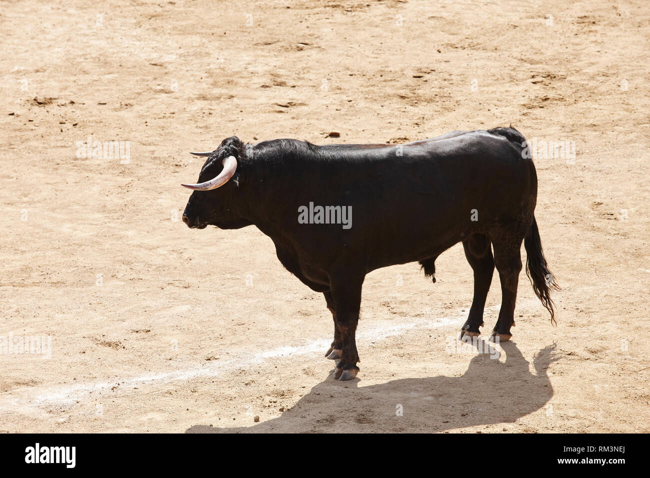 Fighting bull in the arena. Bullring. Toro bravo. Spain. Horizontal ...