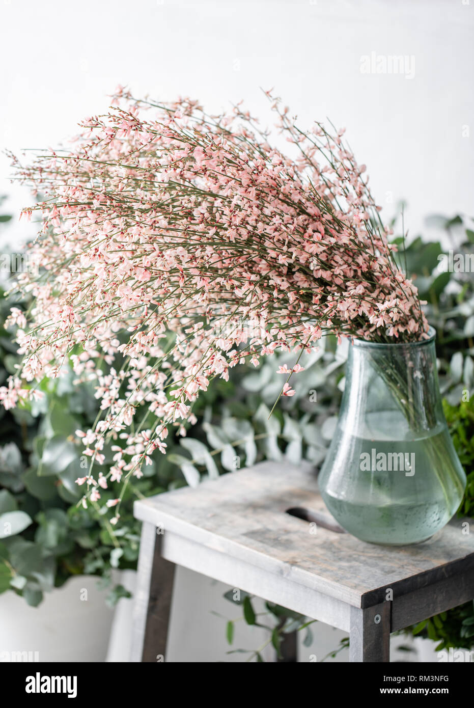 Bouquet in a glass vase of light pink genista cytisus flowers. Pastel ...