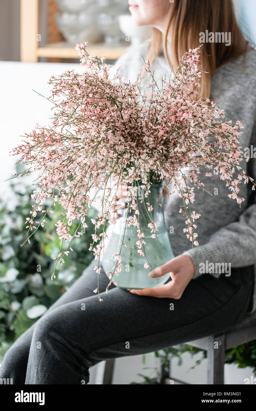 Bouquet in a glass vase of light pink genista cytisus flowers. Pastel ...