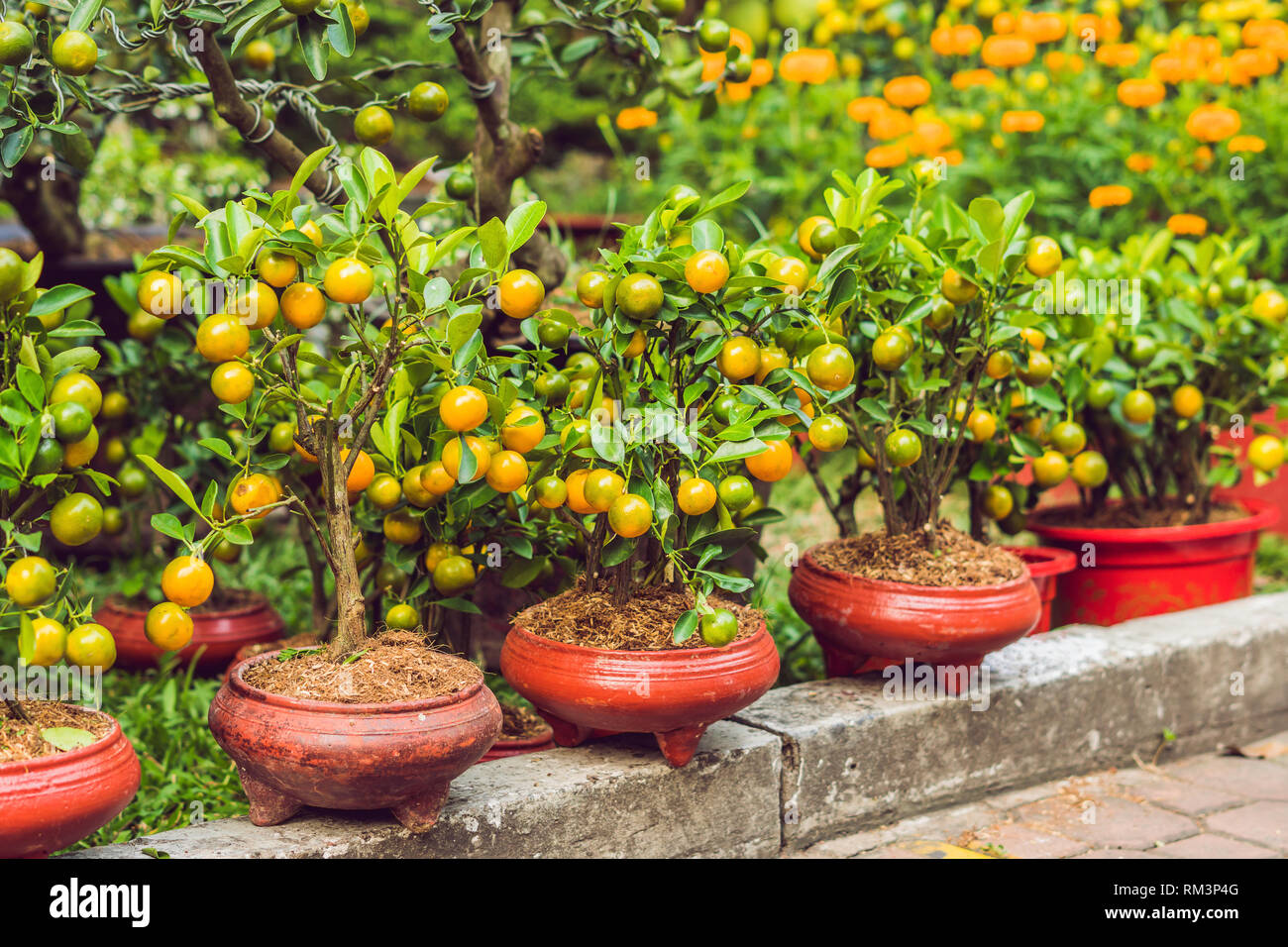 China citrus season hi-res stock photography and images - Alamy