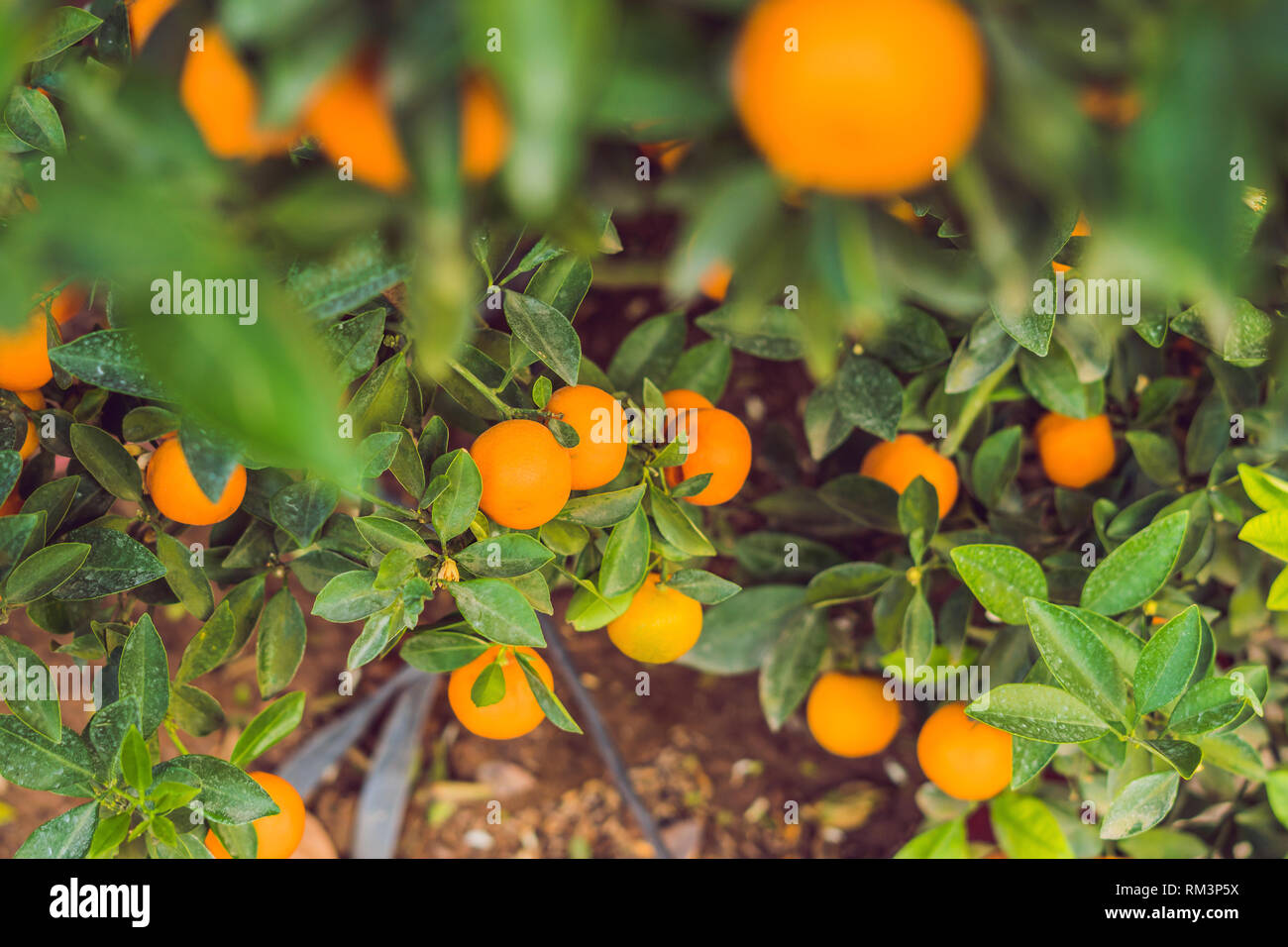 Close up Vibrant orange citrus fruits on a Kumquat tree in honor of the ...