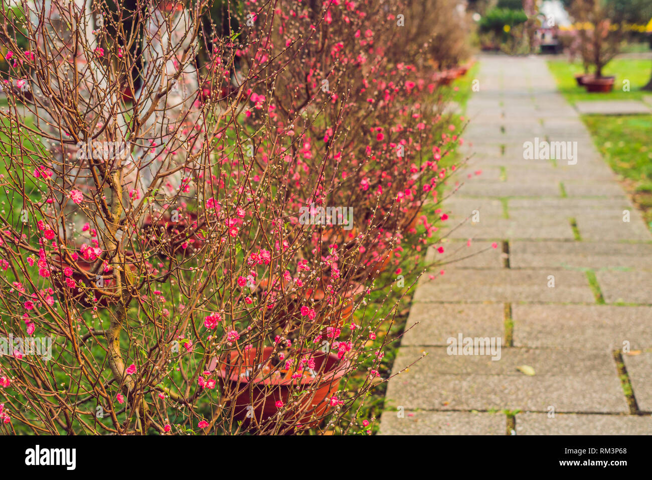 pink blooming trees in honor of the Vietnamese new year. Lunar new year ...