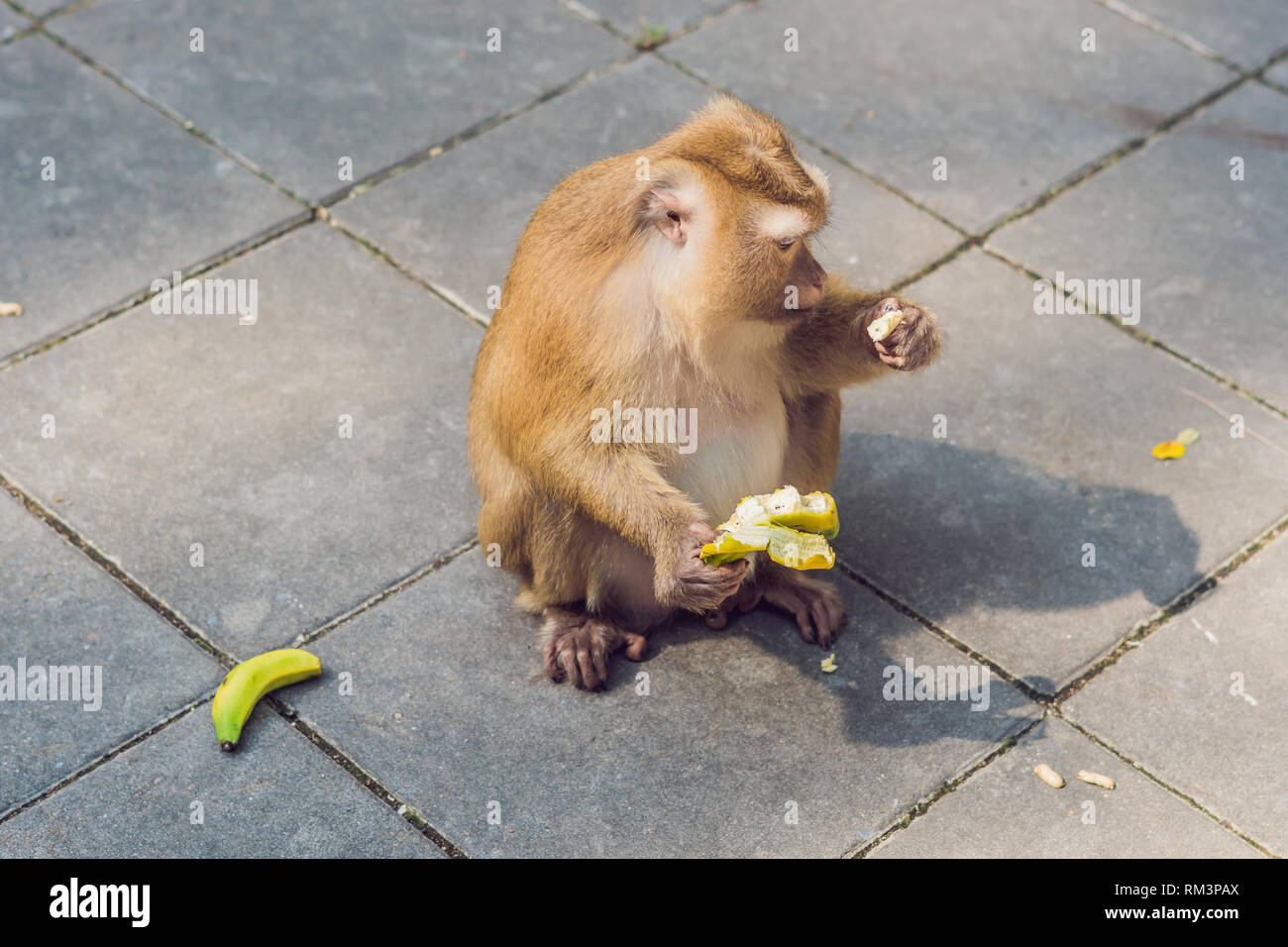 Monkey hill in phuket hi-res stock photography and images - Alamy