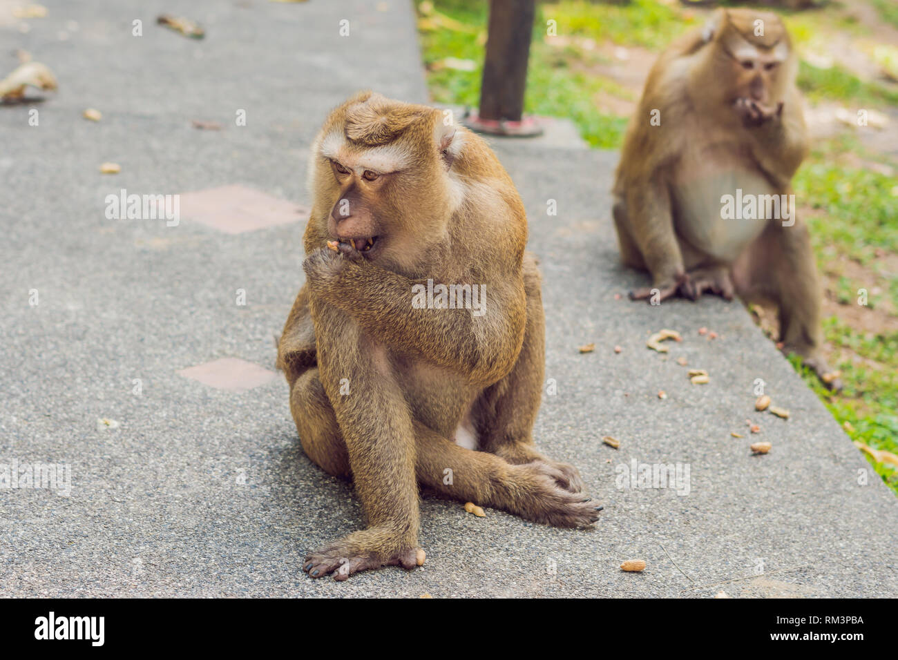 Monkey hill phuket hi-res stock photography and images - Alamy