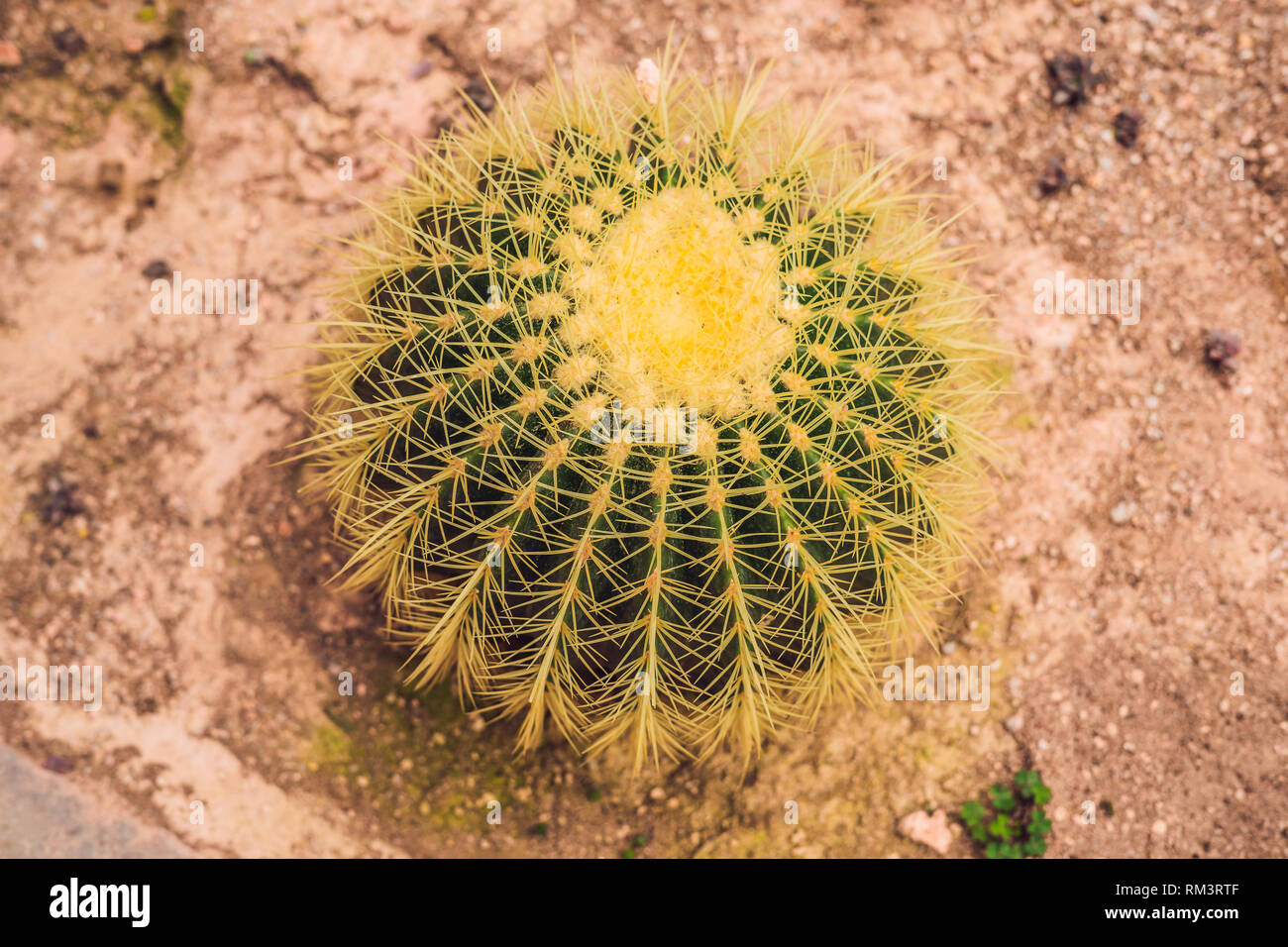 Cactus , succulents in the ground in the park Stock Photo - Alamy