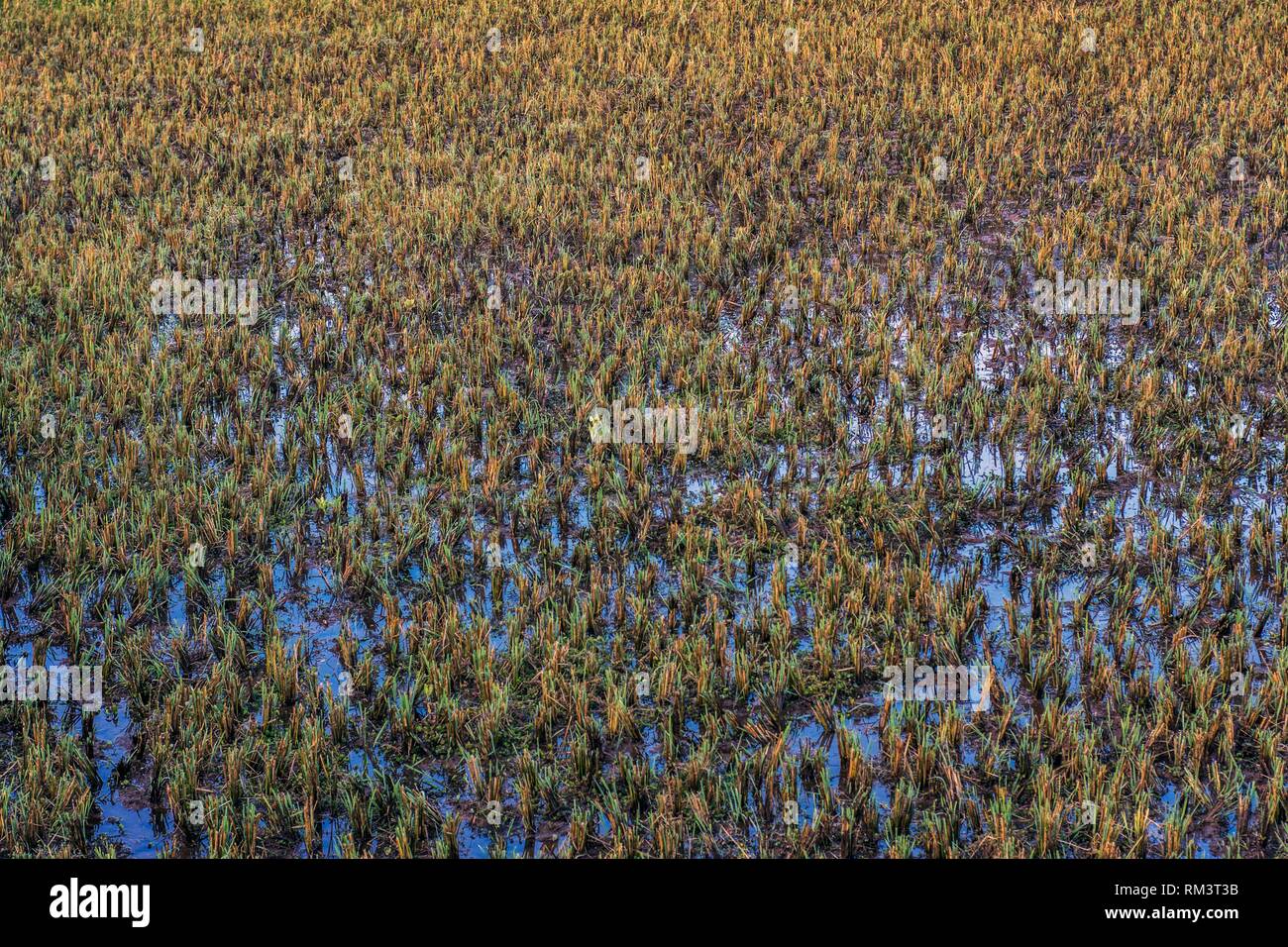 Rice fields, Araku, Andhra Pradesh, India, Asian Stock Photo - Alamy
