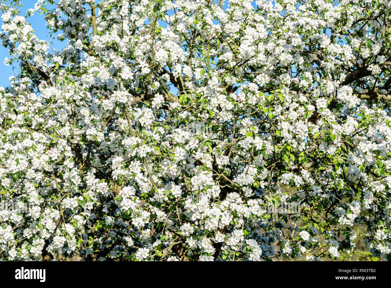 Apple blossom, spring flowers, background with blossoming branches of ...