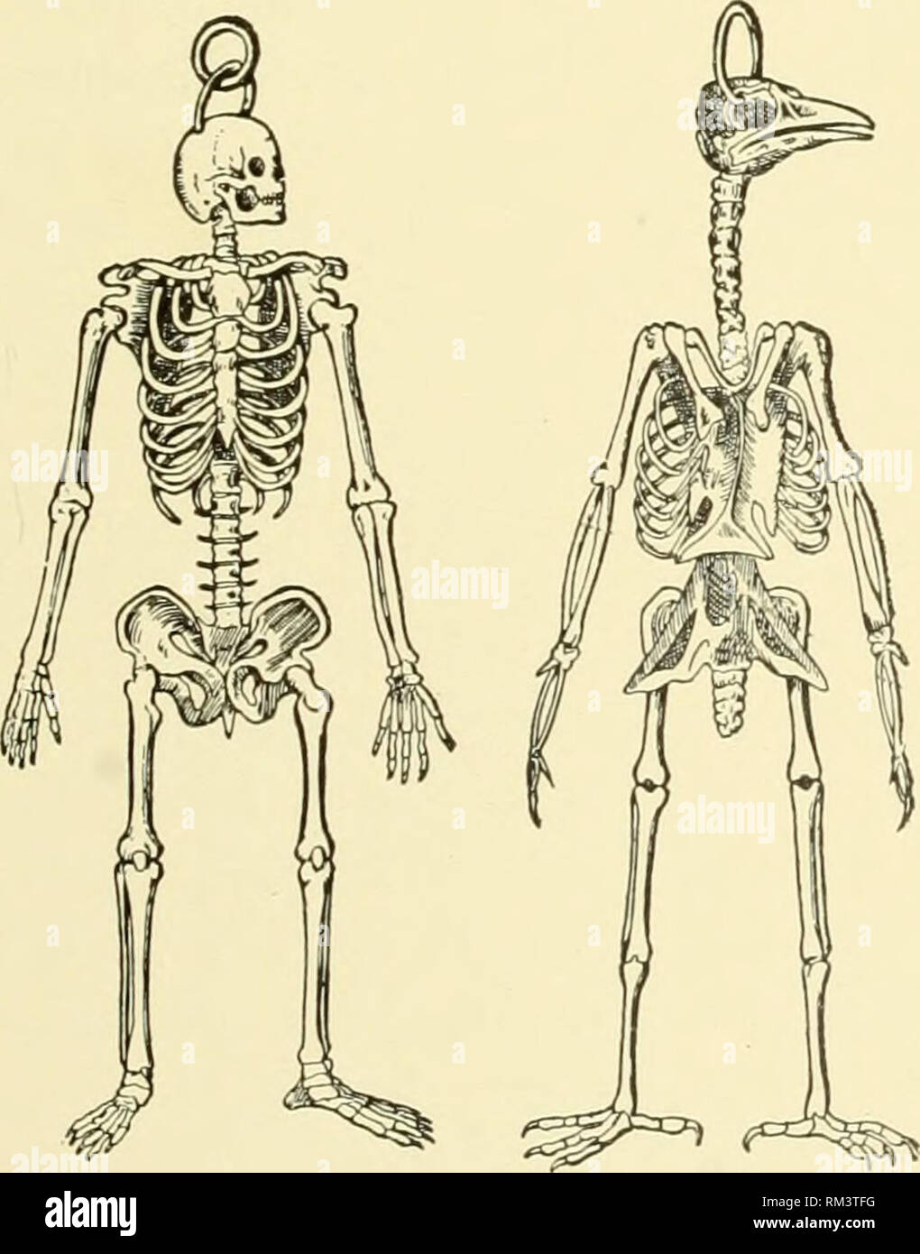 Bird skeleton images hi-res stock photography and images - Alamy