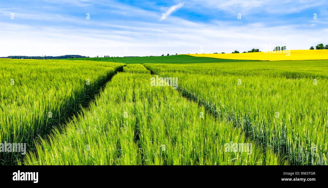 Field path with grain field in spring hi-res stock photography and ...