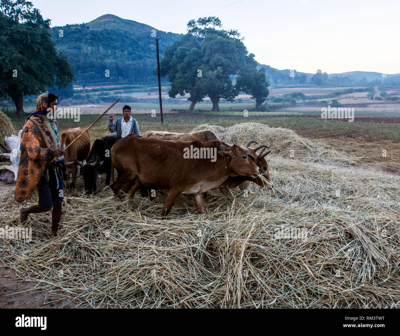 Man and cows hi-res stock photography and images - Alamy