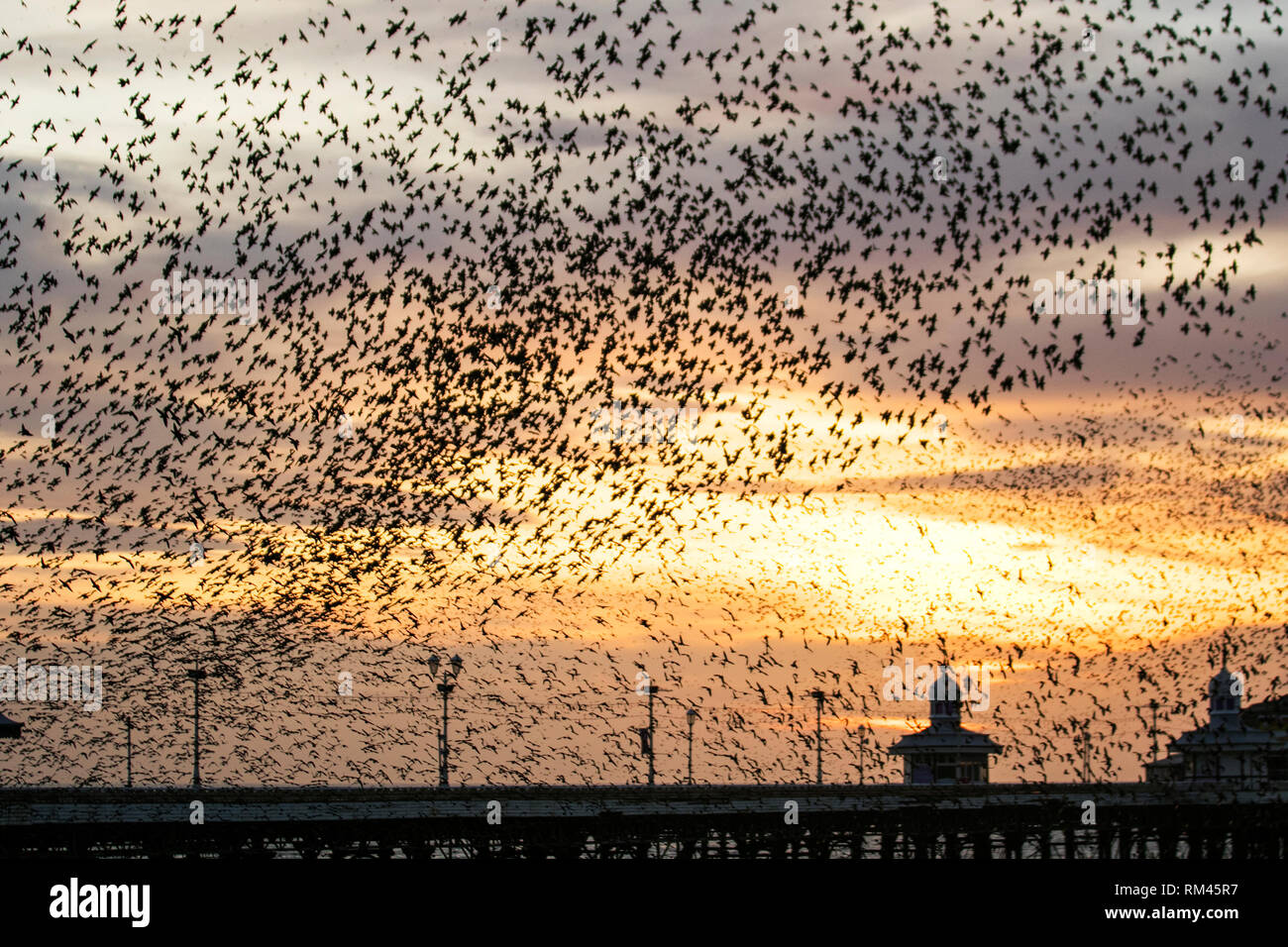 Blackpool, Lancashire. 13th February 2019. A swarm of tens of thousands ...