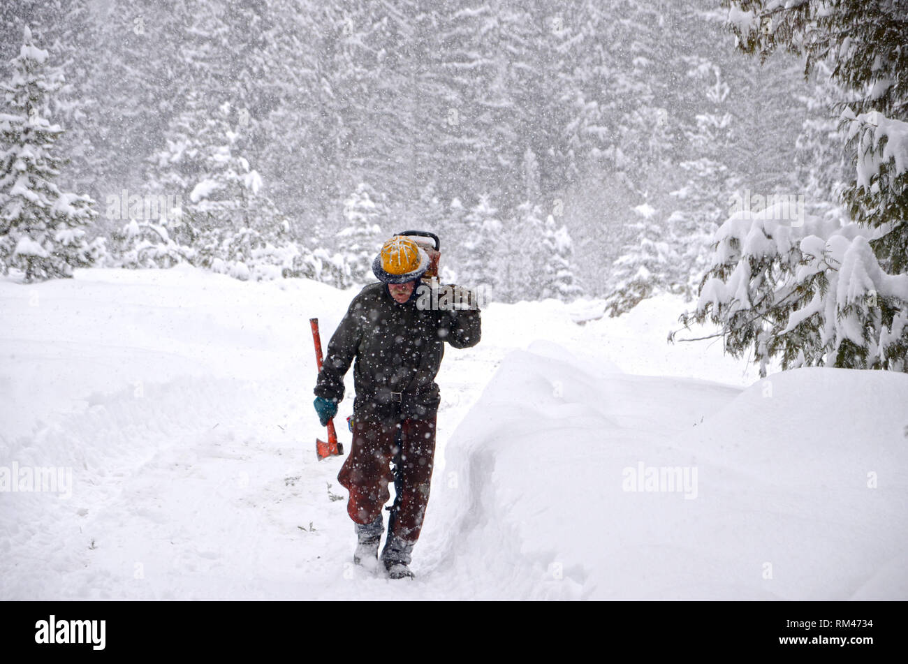 Logger Tom Horelick, owner of North Fork Forestry in Libby, Montana ...
