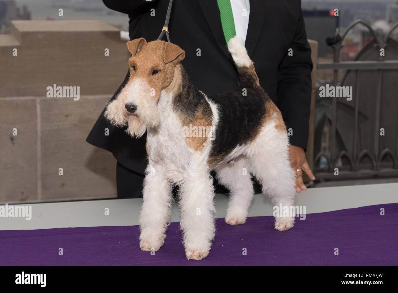 New York, NY, USA. 13th Feb, 2019. King, Gabriel Rangel at a public ...