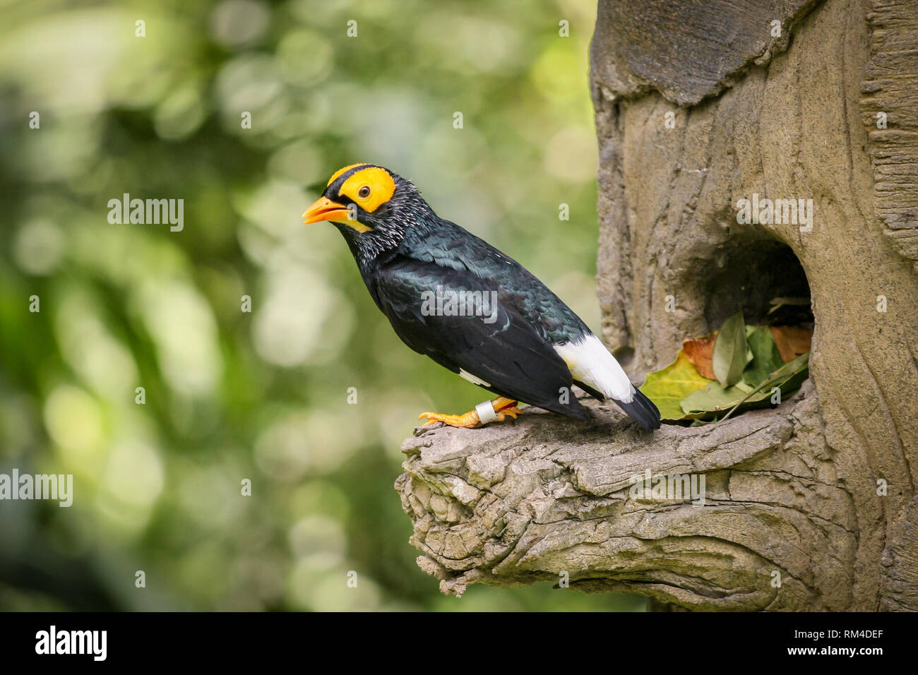 Myna nest hi-res stock photography and images - Alamy
