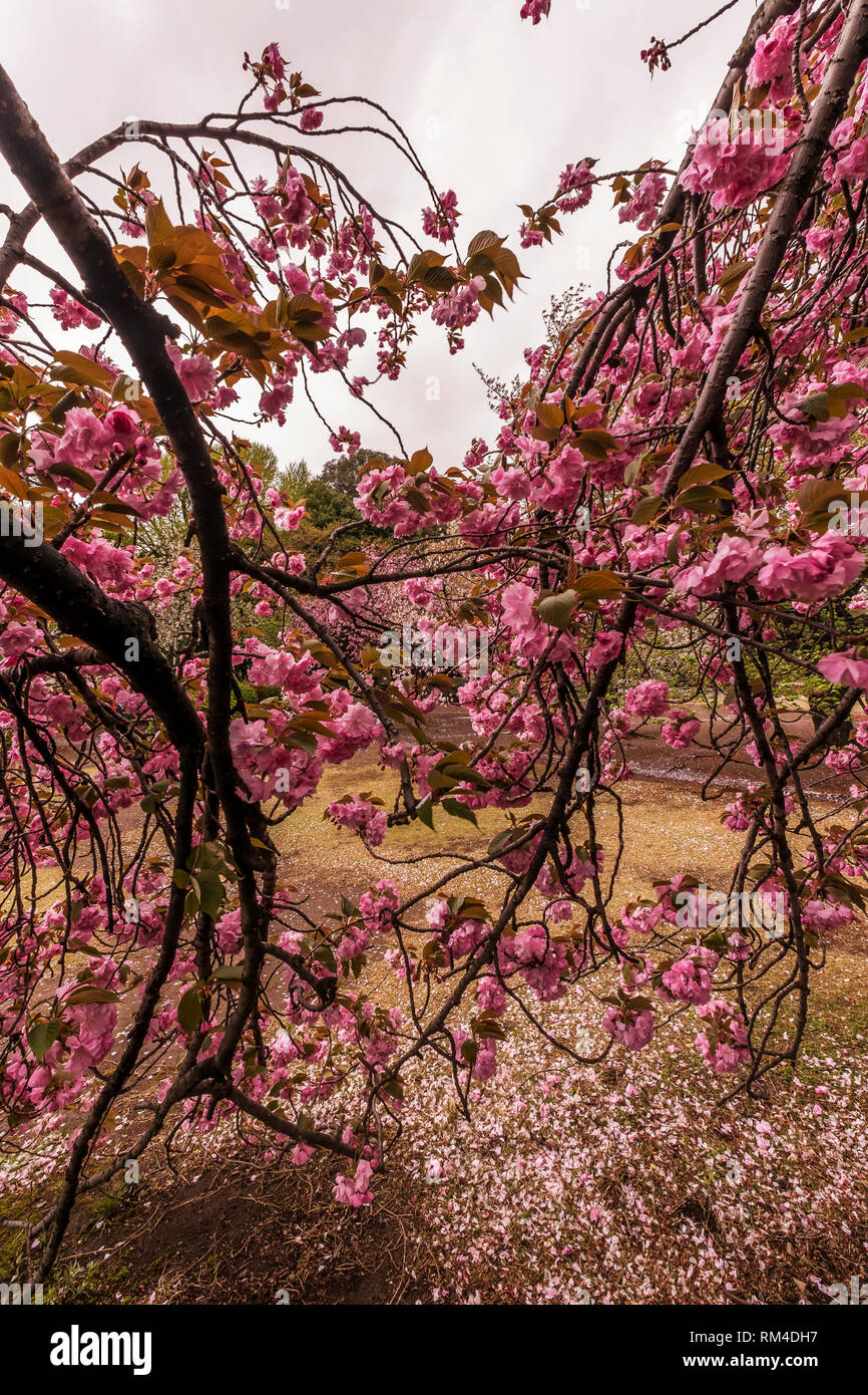 Japan traveling, landscape and citys Stock Photo - Alamy