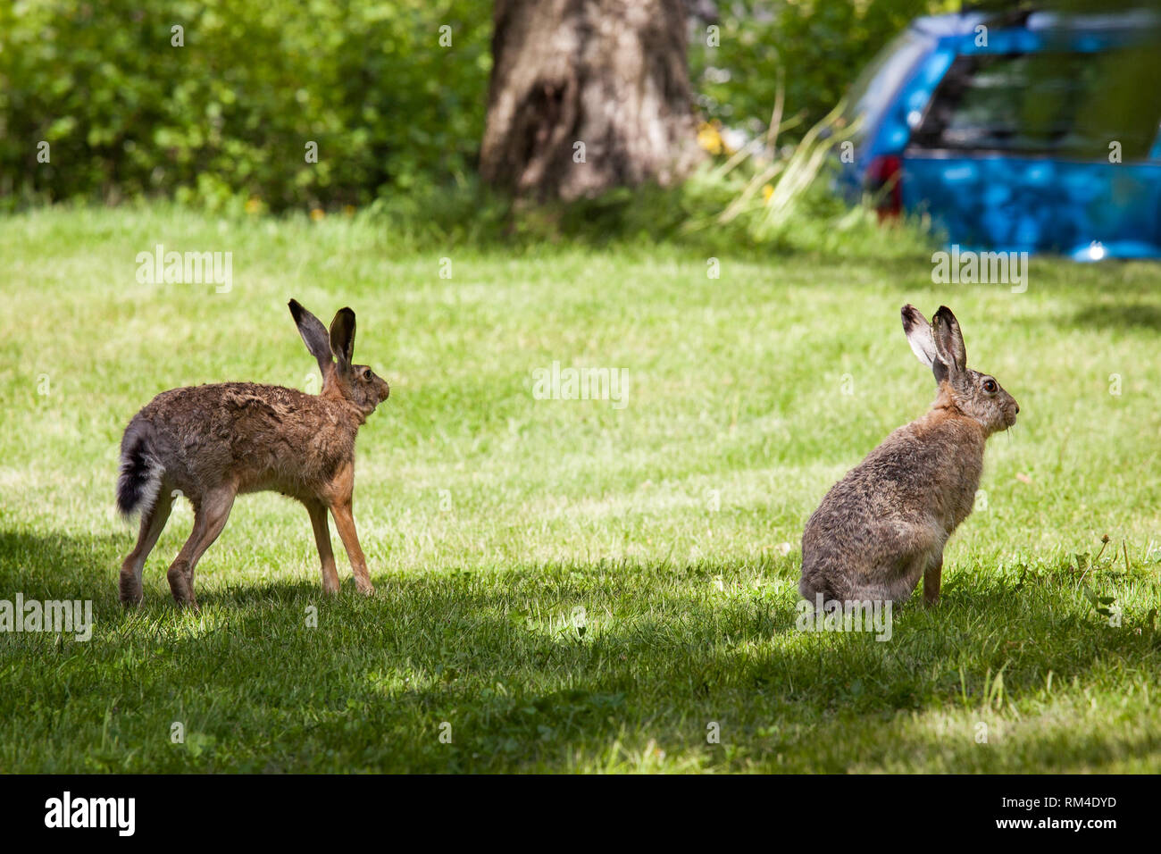 Wild rabbit on grass Stock Photo - Alamy