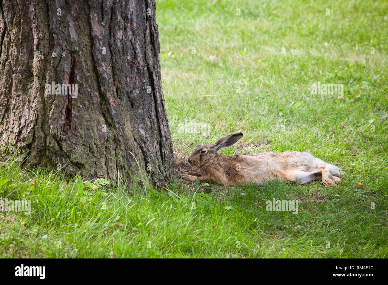 Wild rabbit on grass Stock Photo - Alamy
