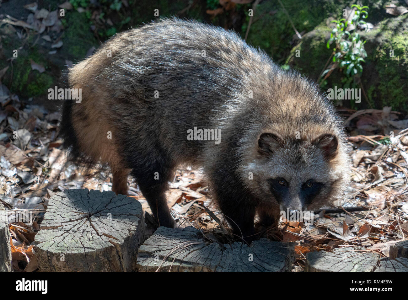 Raccoon dog close up portrait looking at you Stock Photo - Alamy